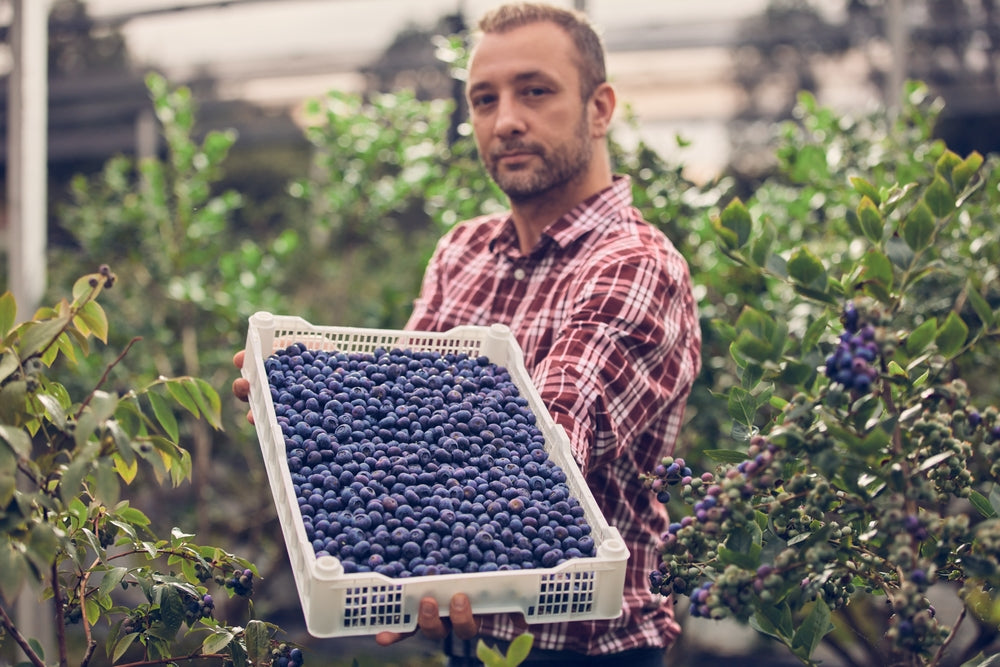 Selecting and Sourcing Reusable Plastic Harvest Containers (RPC) – Go ...